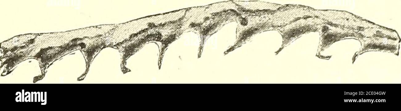 Gonangium hi-res stock photography and images - Alamy