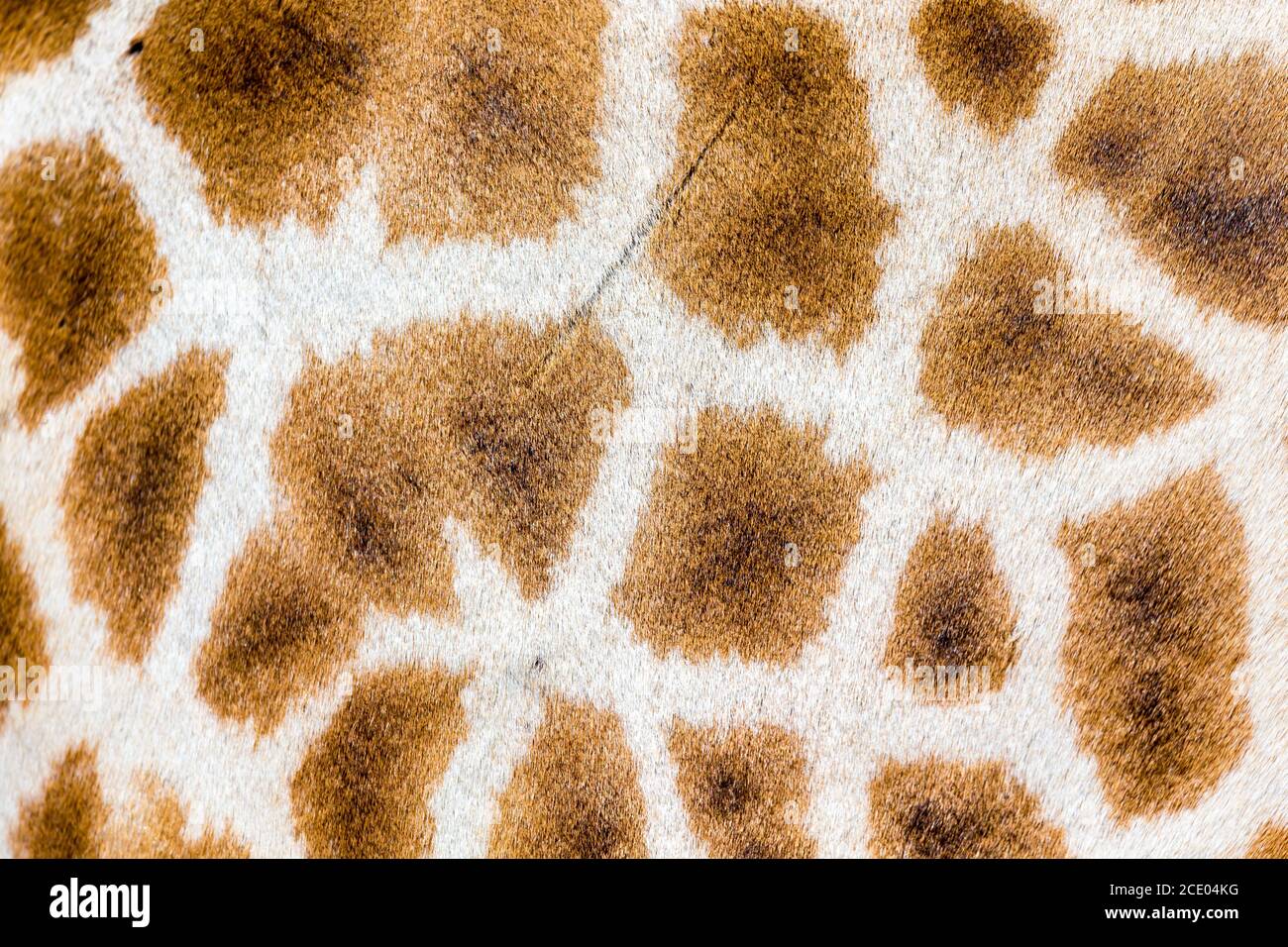 The fur of a giraffe in close-up Stock Photo - Alamy
