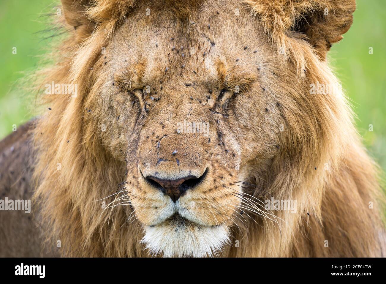 Closeup a lion hi-res stock photography and images - Alamy