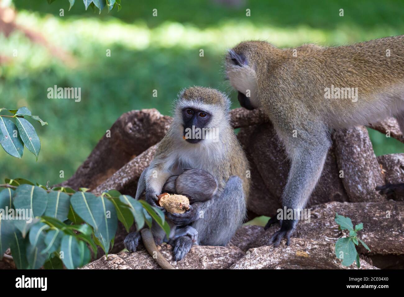 Monkey fruit hi-res stock photography and images - Alamy