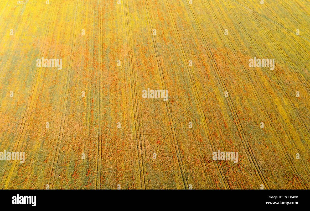 Beautiful high flying drone landscape image of poppy field in English ...