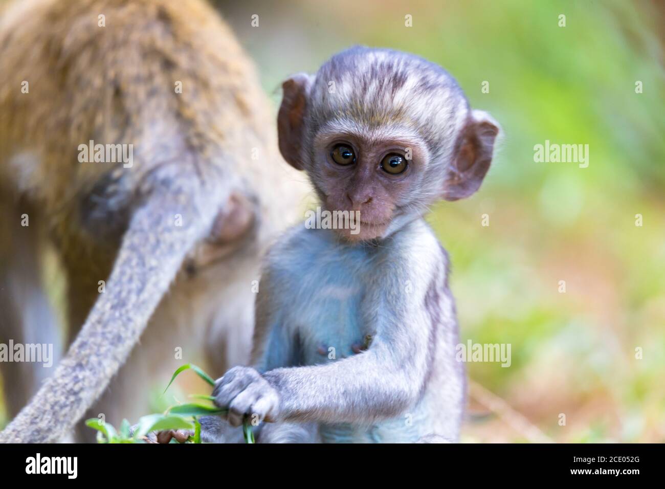 A little monkey sits and looks very curious Stock Photo - Alamy