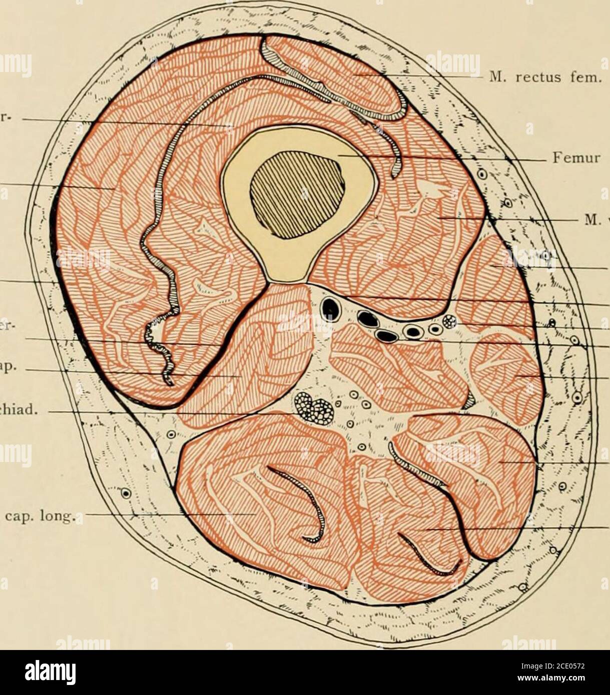 Querschnitt femur hi-res stock photography and images - Alamy