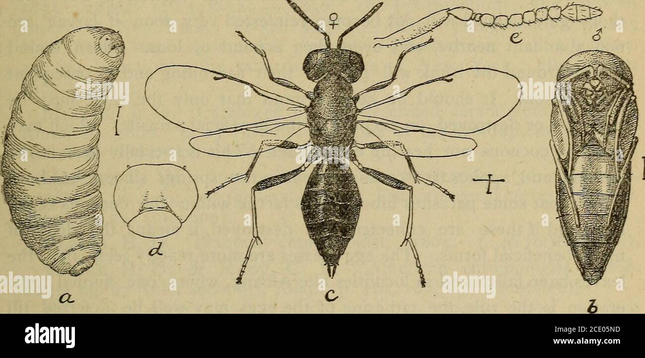 Meteori High Resolution Stock Photography and Images - Alamy