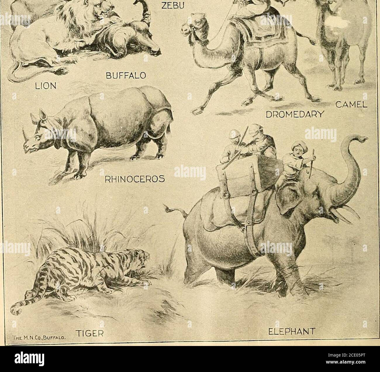. A complete geography . .«.-« PEACOCK r^i L:3 ^ *. Fig. 470.Some of ...