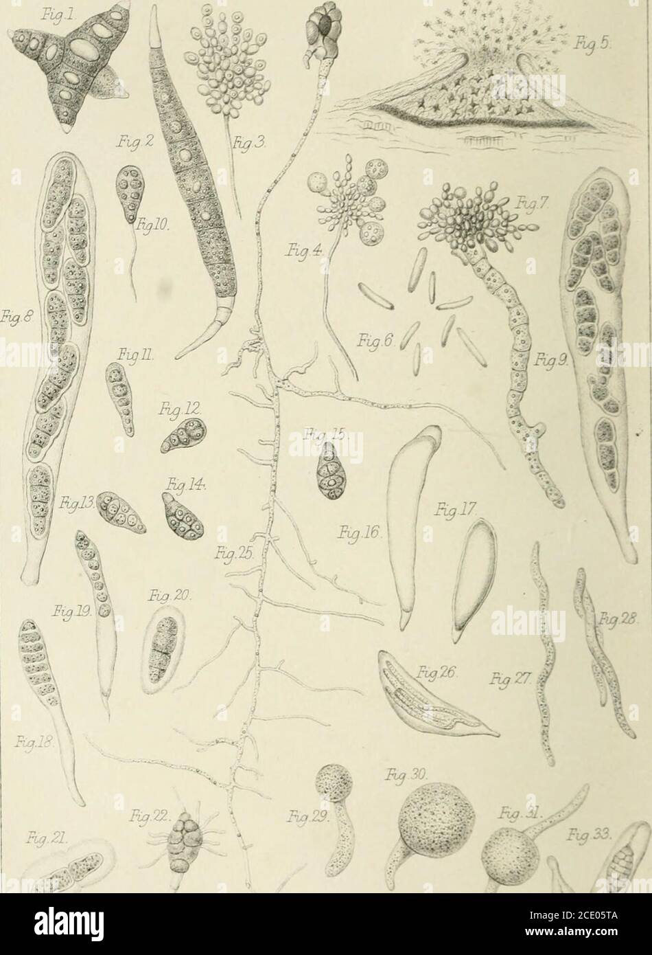 . Quarterly journal of microscopical science . fied ; side view. 3 ...
