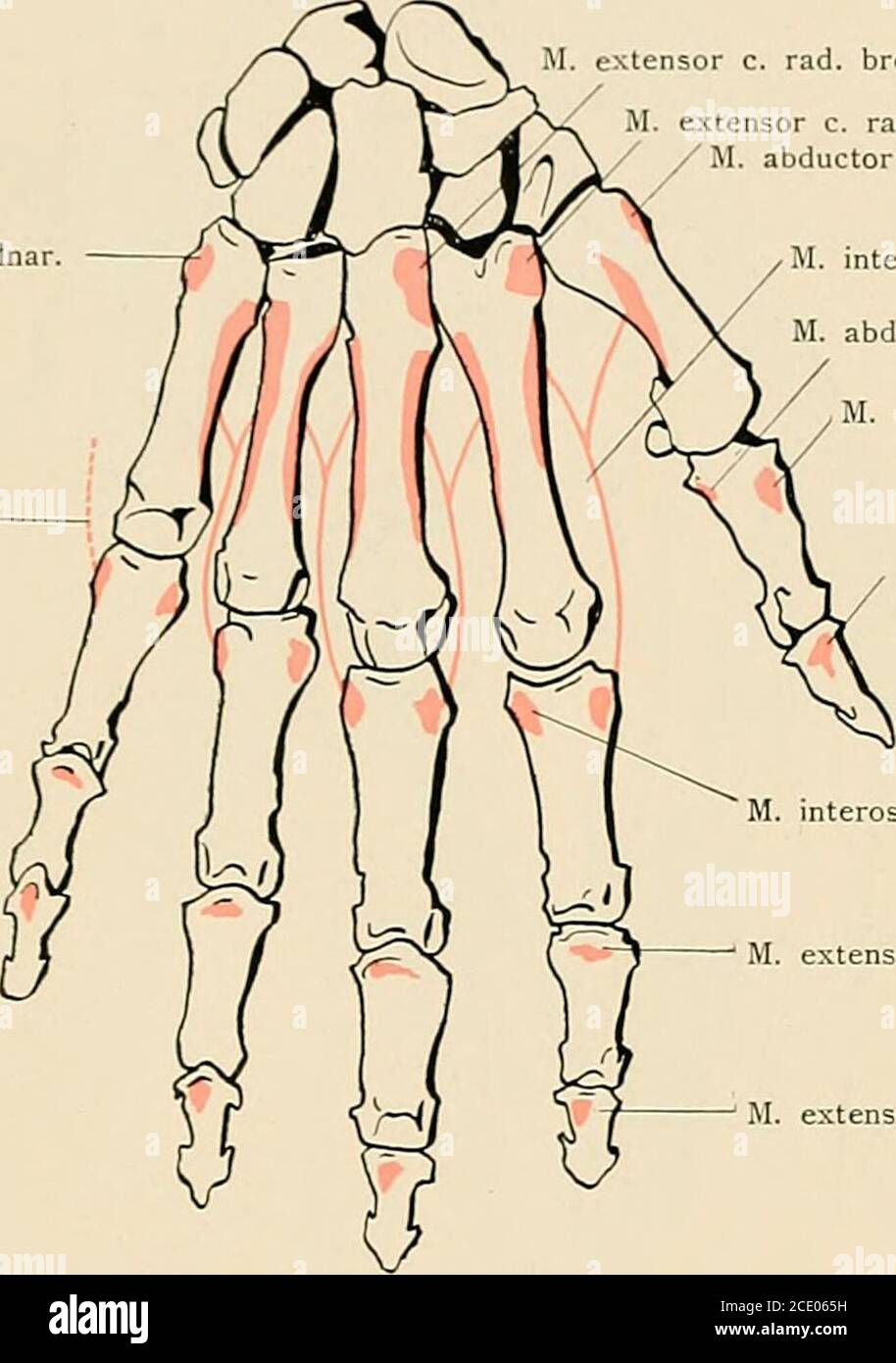 . Die Anatomie des Menschen : Mit Hinweisen auf die ärztliche Praxis ...
