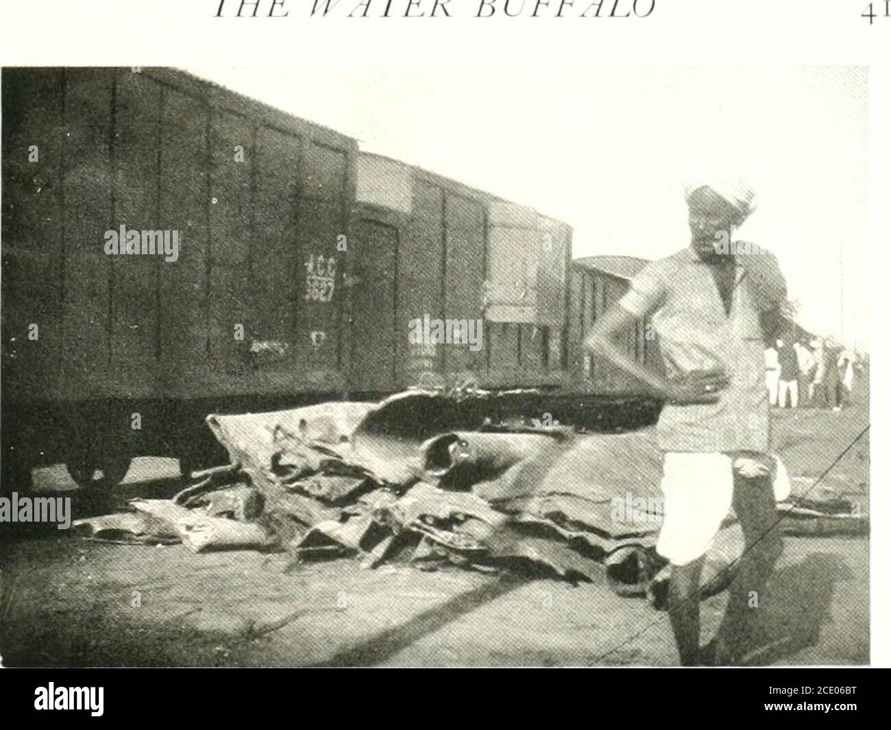 Buffalo hide boat hi-res stock photography and images - Alamy