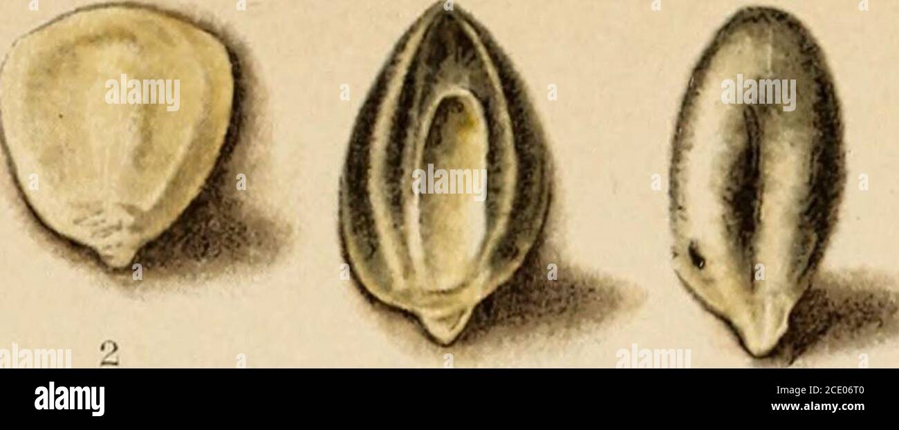 . Xenia, or the immediate effect of pollen, in maize . 40. 8 Stock ...