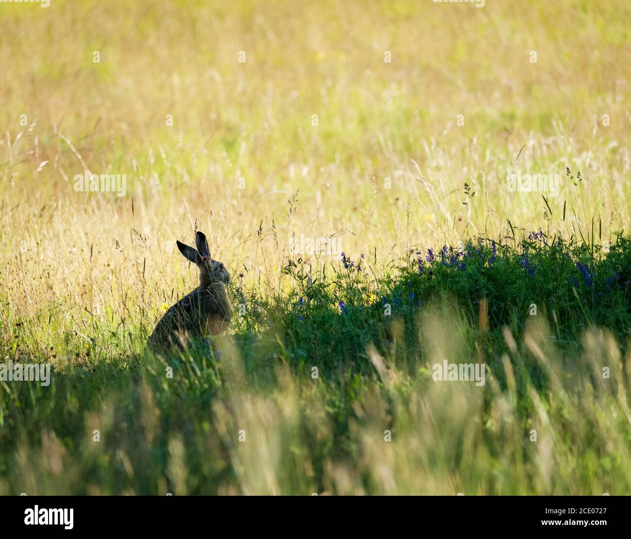 Hare eating hi-res stock photography and images - Alamy