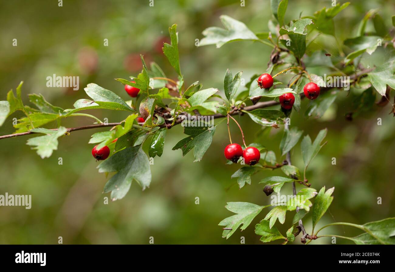 Hedgerow Berries High Resolution Stock Photography and Images - Alamy