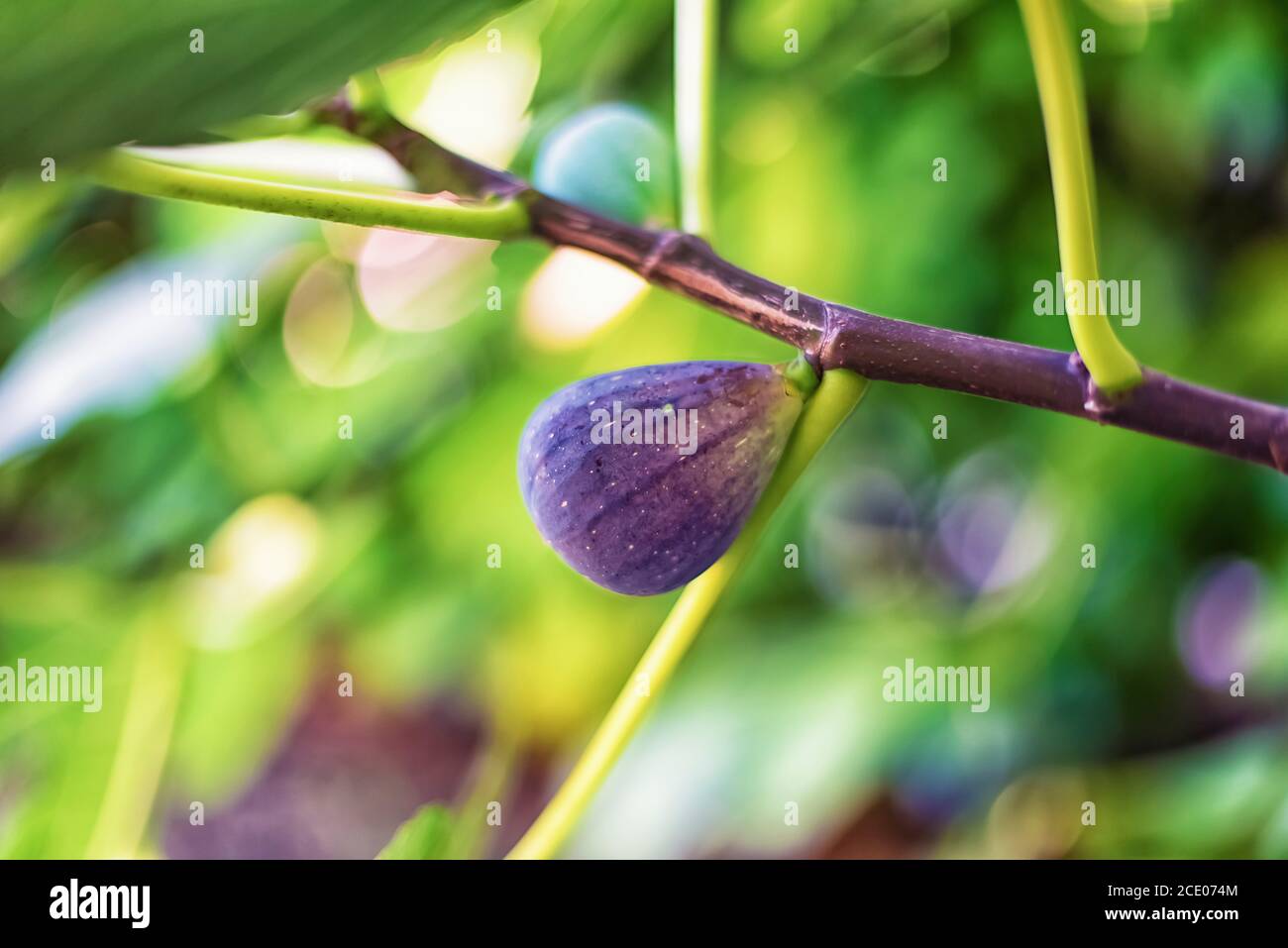 Healthy fig tree hi-res stock photography and images - Alamy