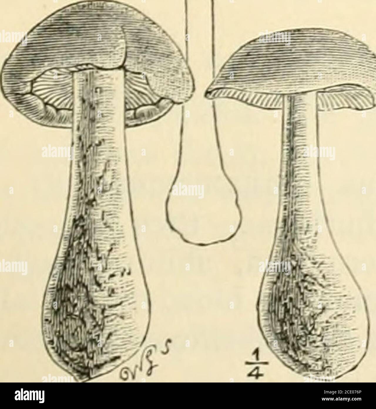 . Guide to Sowerby's models of British fungi in the Department of ...