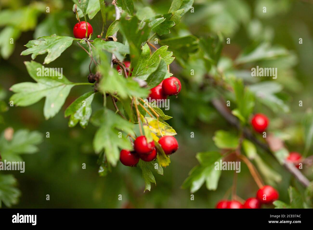British Trees & Hedgerows / Nature concept - Close-up of hawthorn tree ...