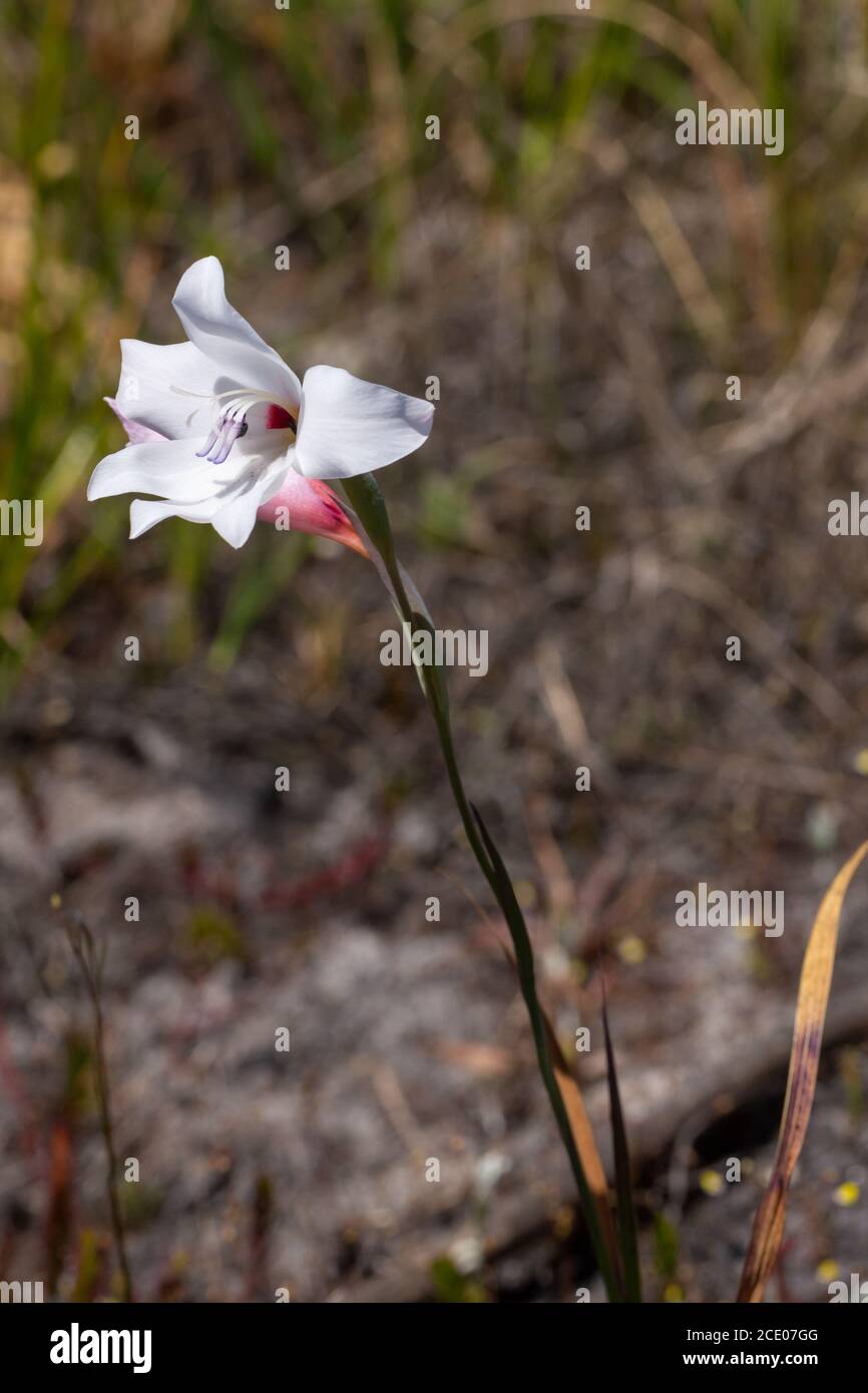 white flowered form of Gladiolus carneus (Painted Lagy Gladiolus) close ...