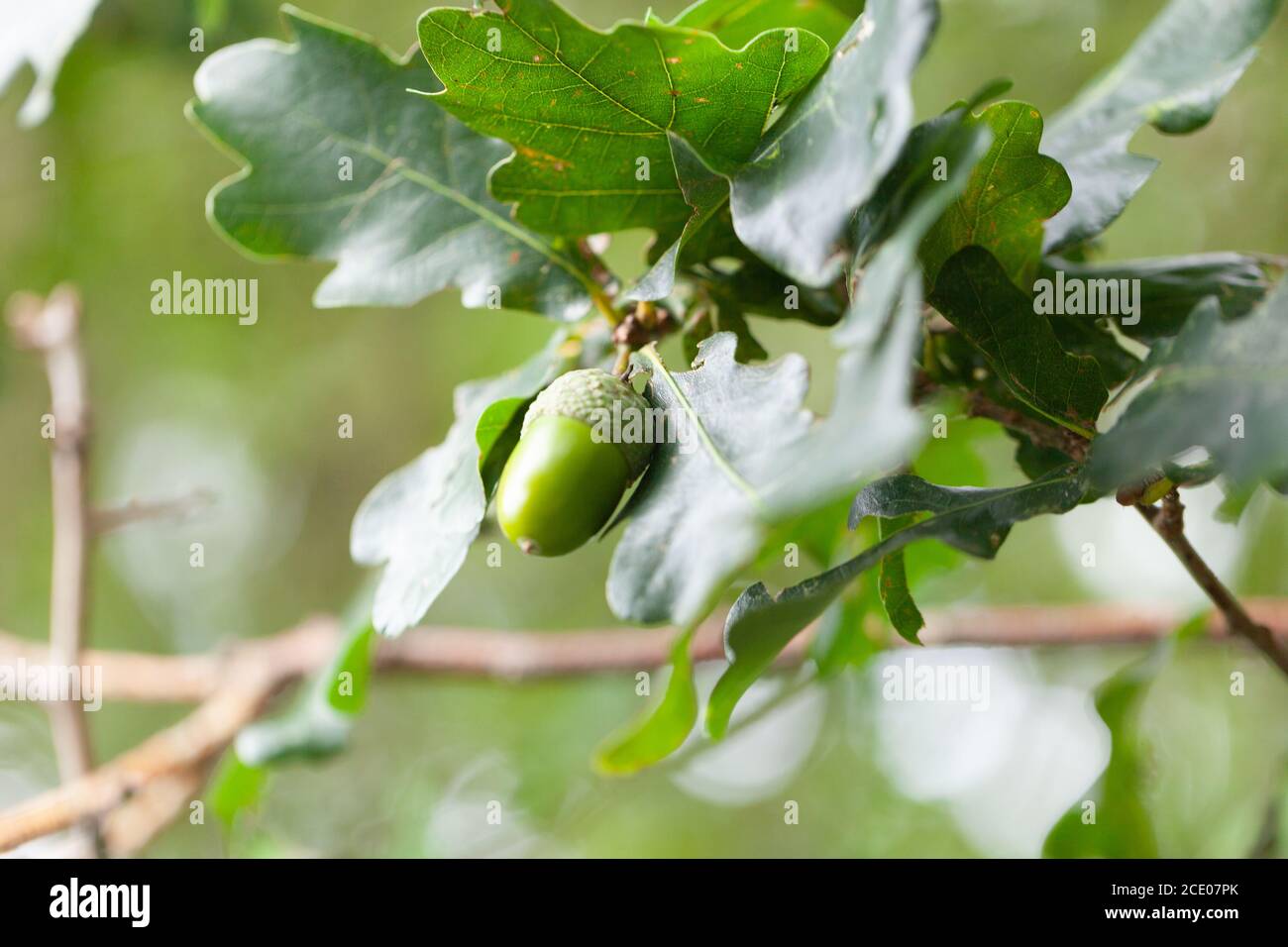 High resolution close-up of an acorn with oak leaves, English oak (Quercus robur Stock Photo - Alamy