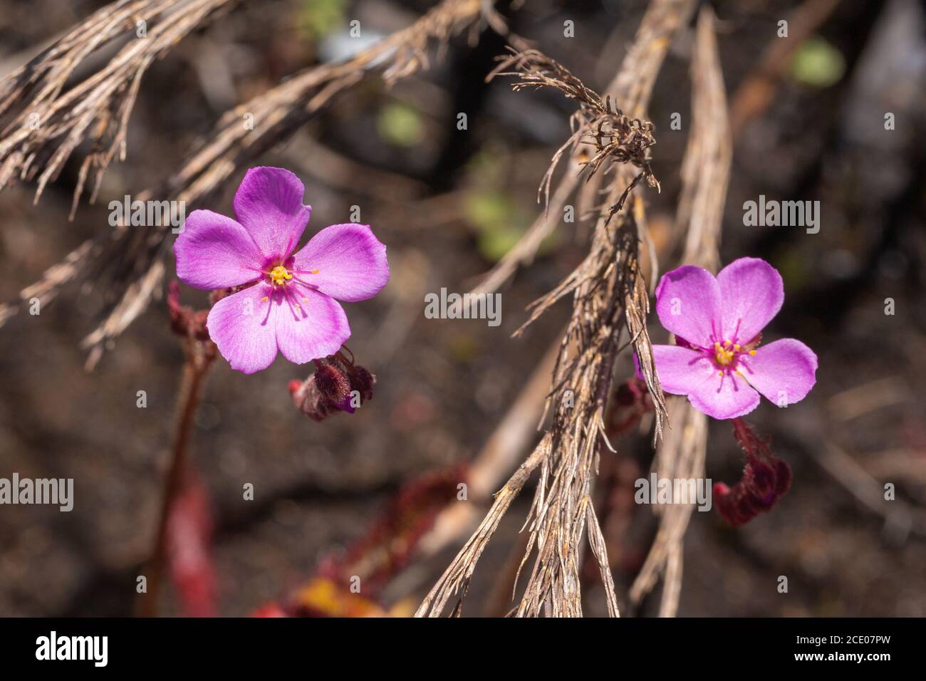 flowers of Drosera capensis close to Franschhoek, Western Cape, South ...