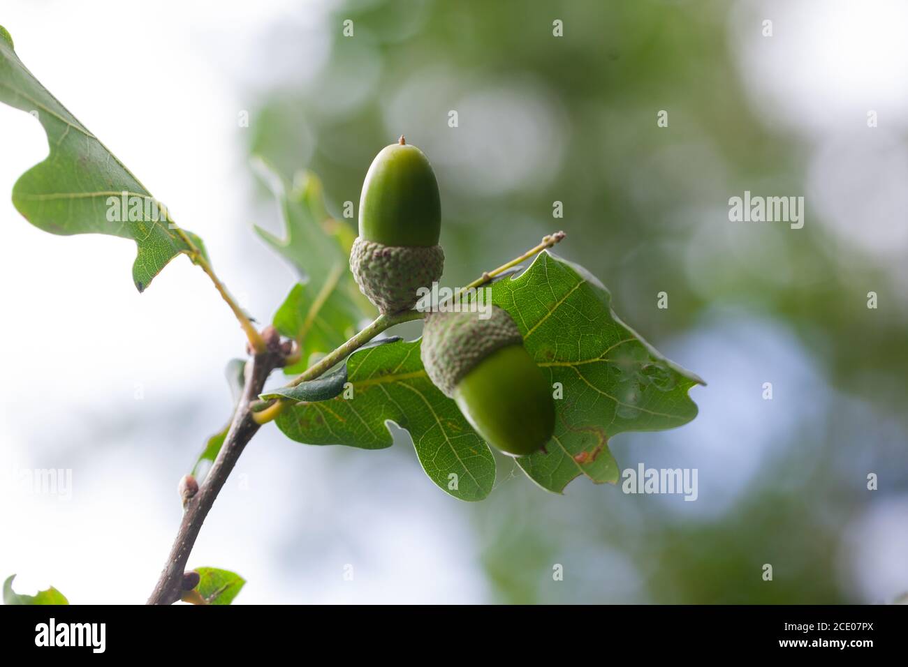 High resolution close-up of an acorn with oak leaves, English oak (Quercus robur Stock Photo - Alamy