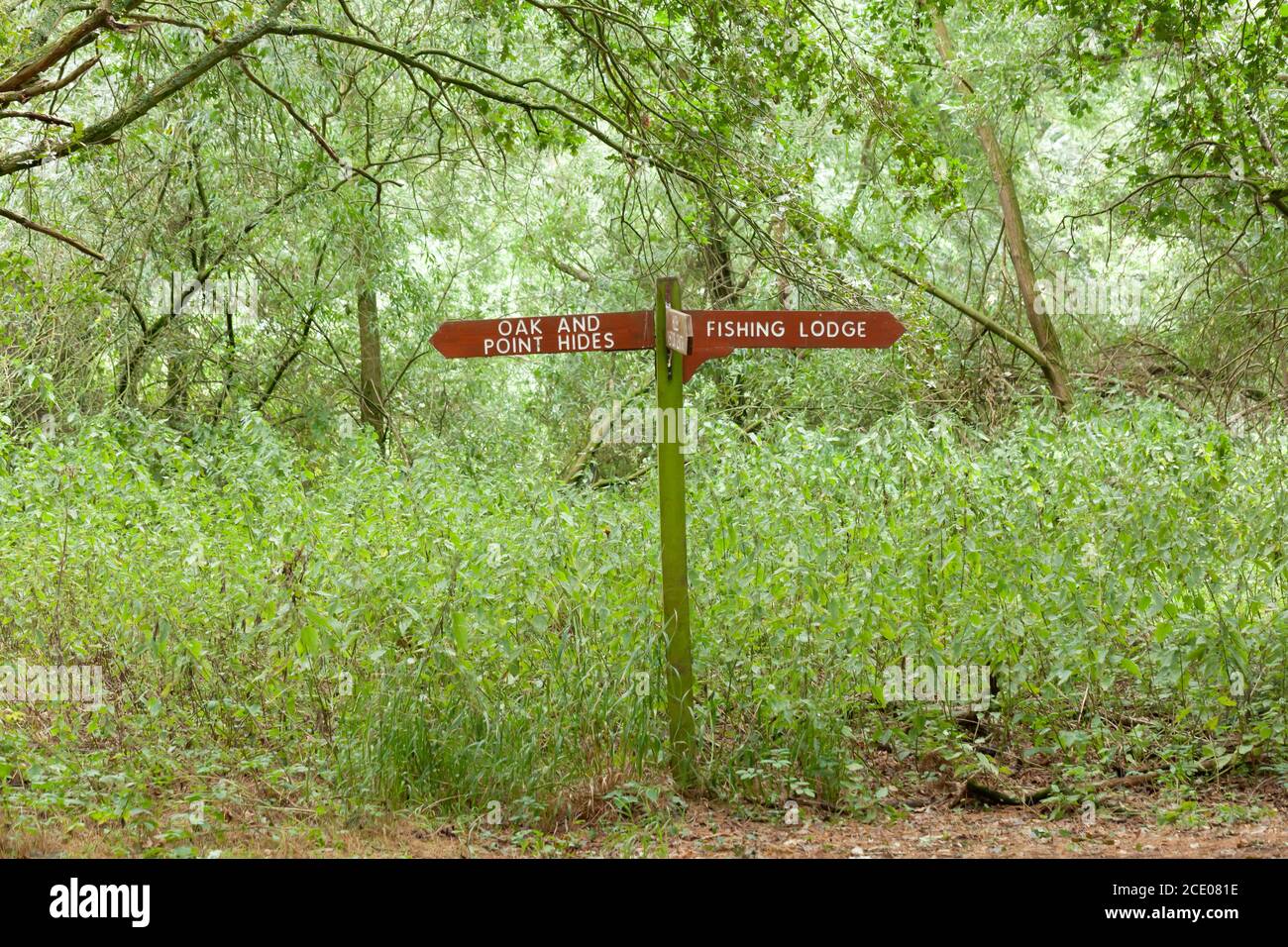 Nature trail /British woodland/ Healthy Living concept - direction sign ...