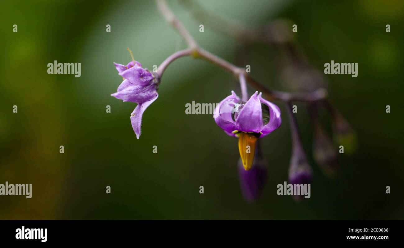 Climbing Nightshade High Resolution Stock Photography and Images - Alamy