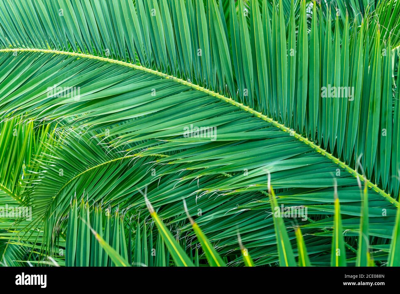 Beautiful branches of a tropical palm tree close up in the jungle ...