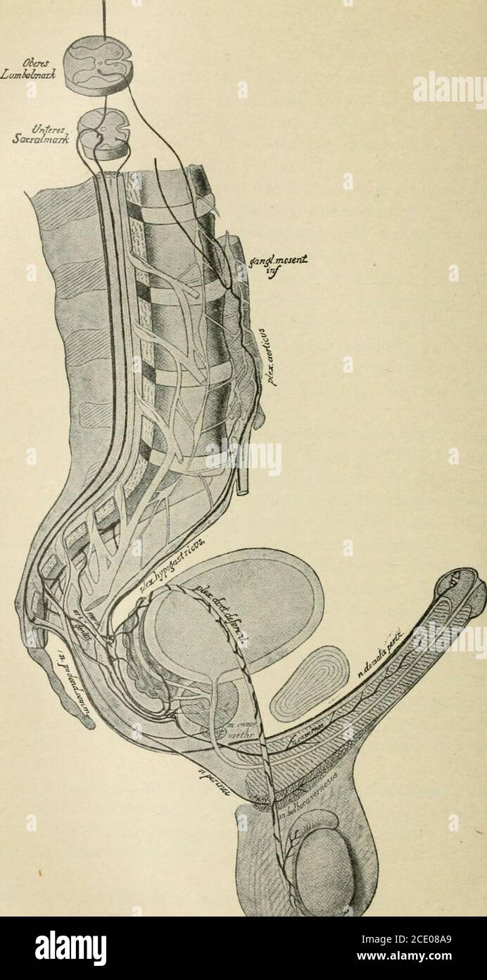 . Vegetative neurology; the anatomy, physiology, pharmaco-dynamics and ...