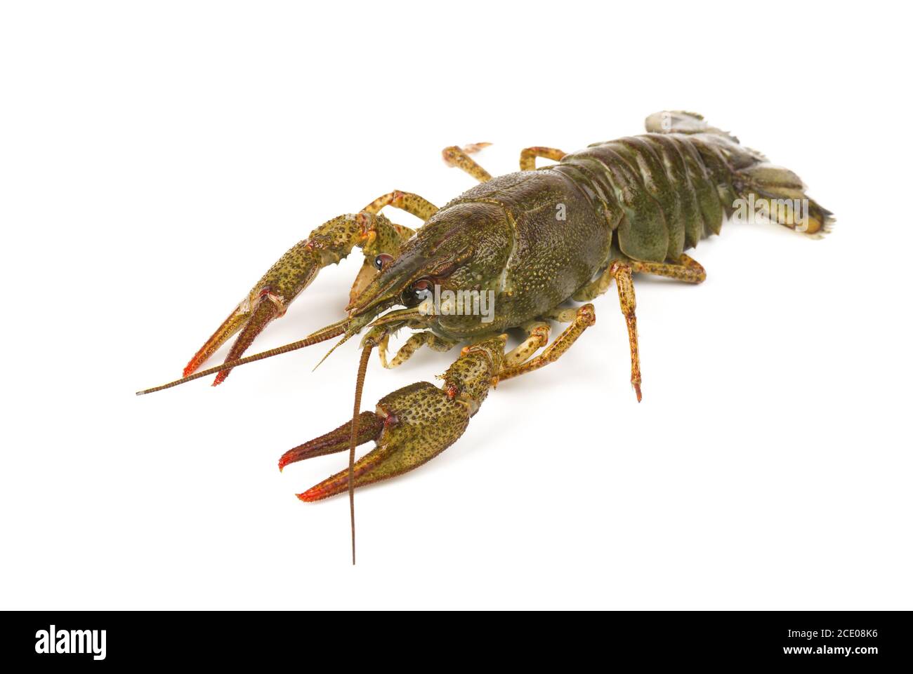 Crayfish river hi-res stock photography and images - Alamy