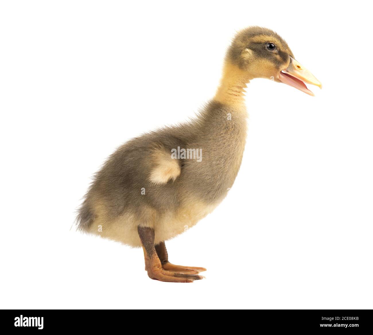 Grey cute duckling isolated on white background Stock Photo - Alamy