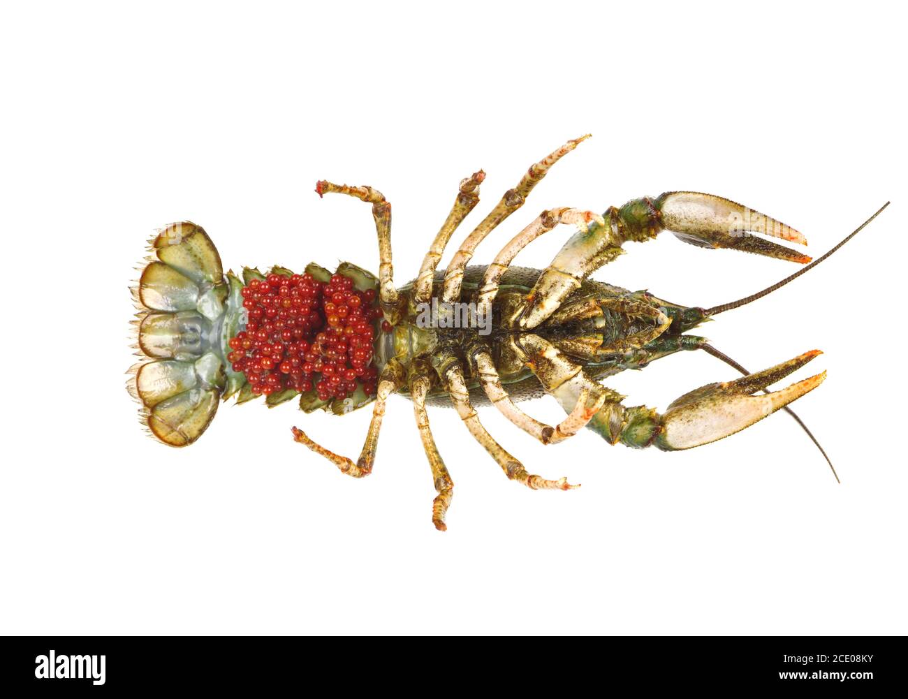 Live crayfish hi-res stock photography and images - Alamy