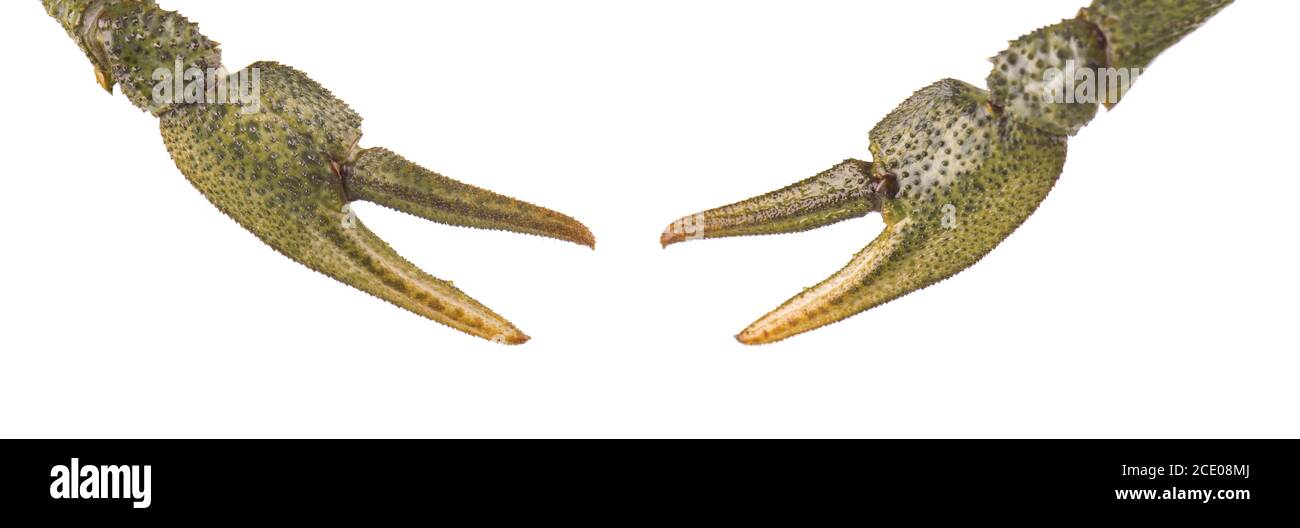 White claw crayfish hi-res stock photography and images - Alamy