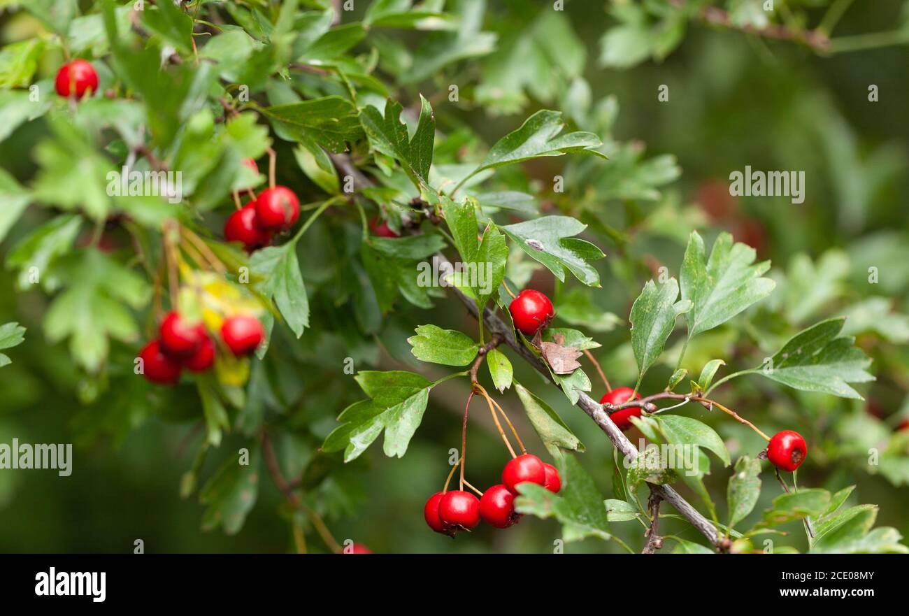 Red berries photos hi-res stock photography and images - Alamy