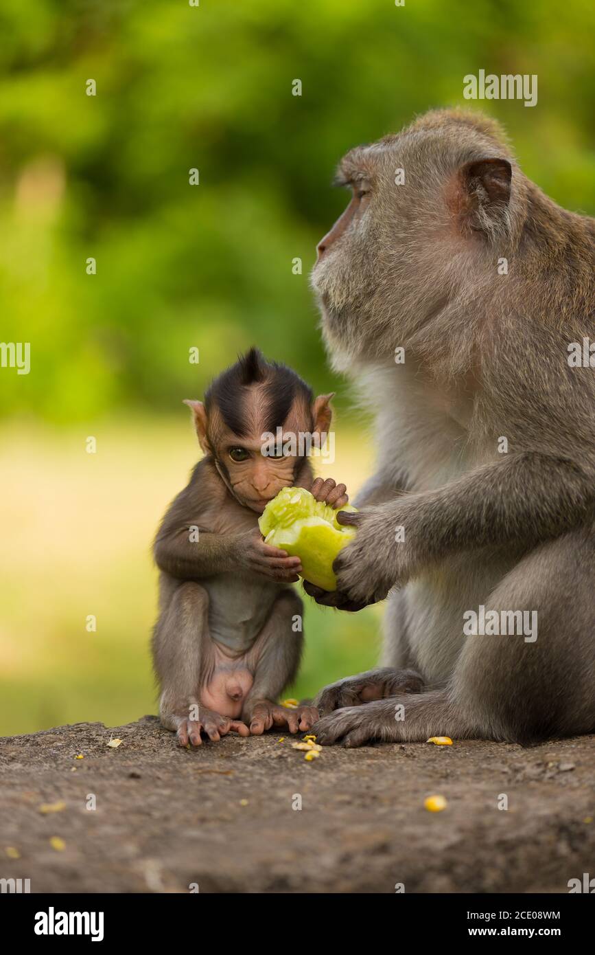 Cute adult monkey sitting in hi-res stock photography and images - Alamy