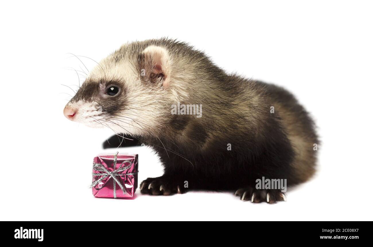 Grey ferret isolated on white background Stock Photo - Alamy