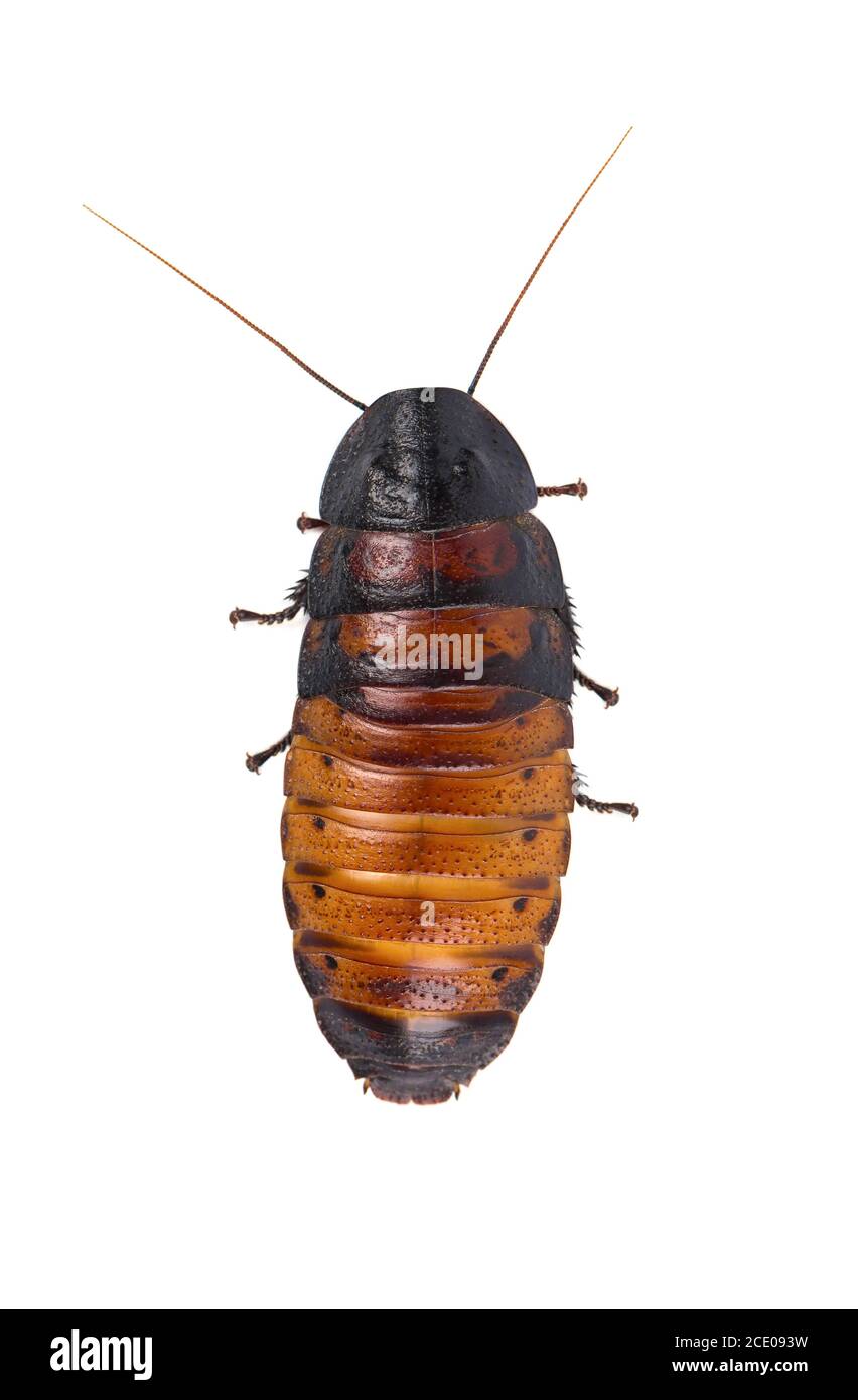 Striped cockroaches Cut Out Stock Images & Pictures - Alamy