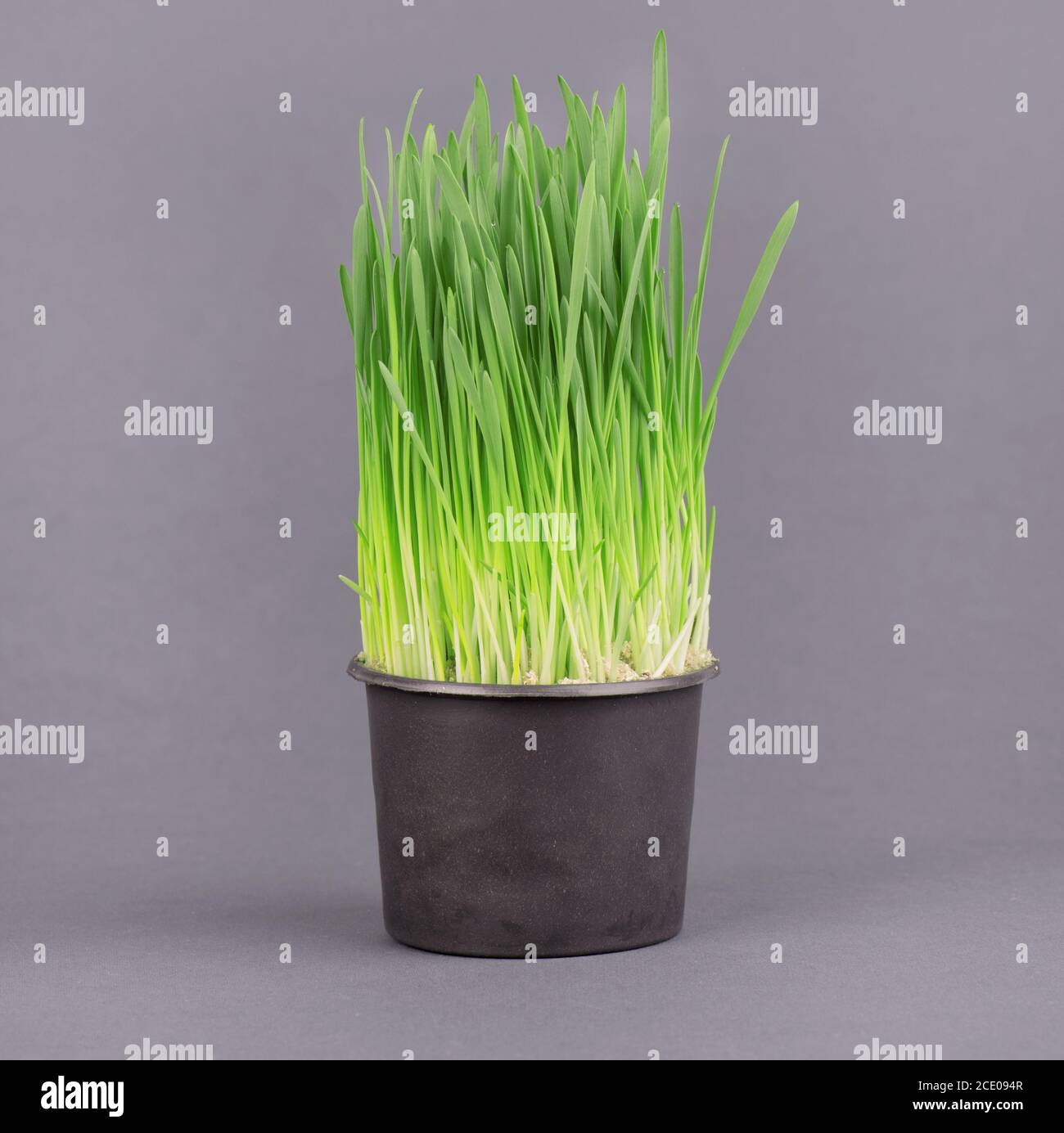 Growing wheatgrass hi-res stock photography and images - Alamy