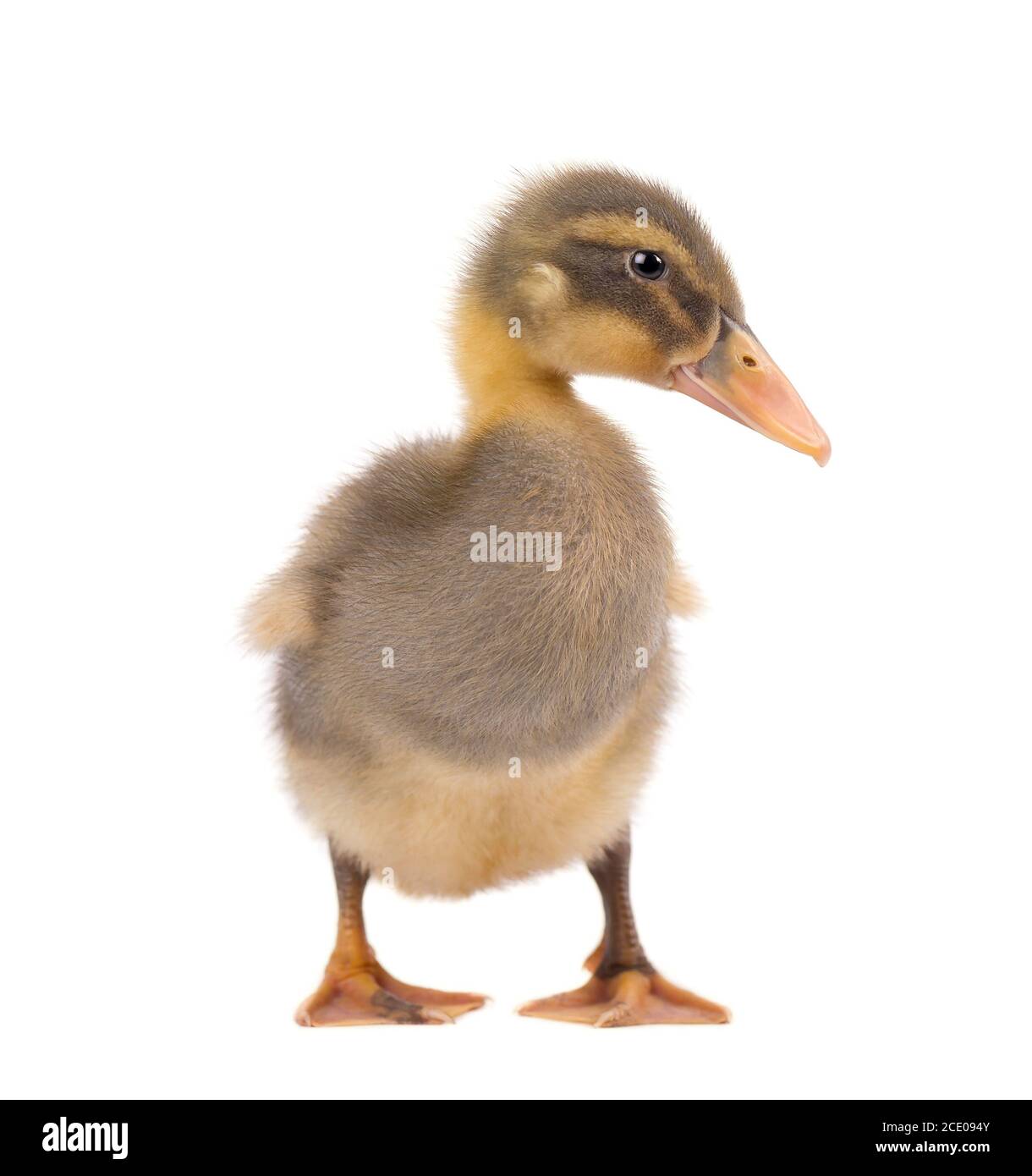 Cute duckling isolated on white background Stock Photo - Alamy