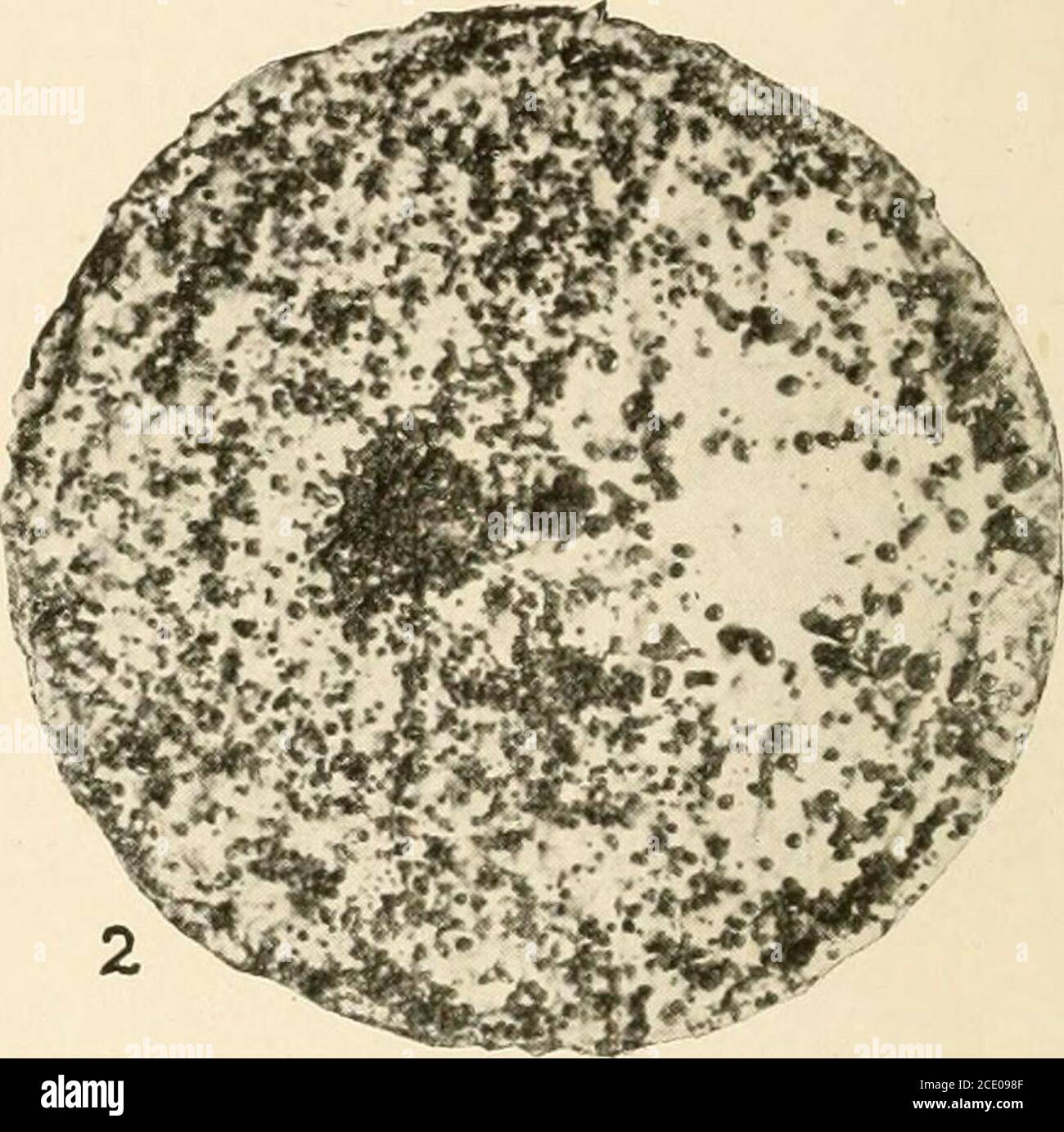 . Endothia parasitica and related species . i Stock Photo - Alamy