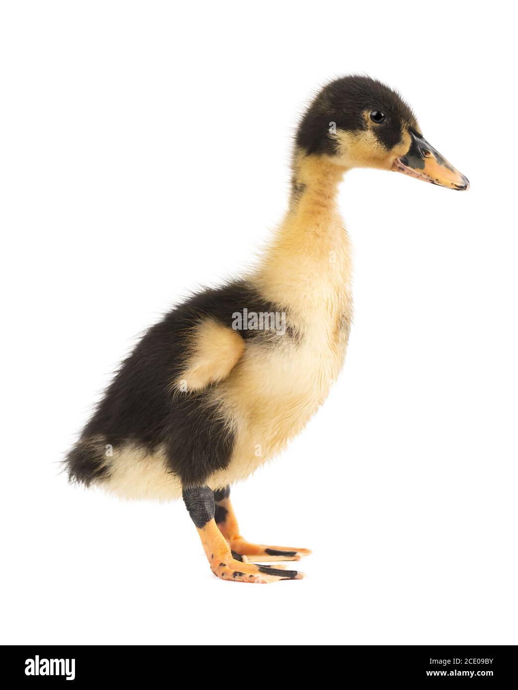 Grey cute duckling isolated on white background Stock Photo - Alamy