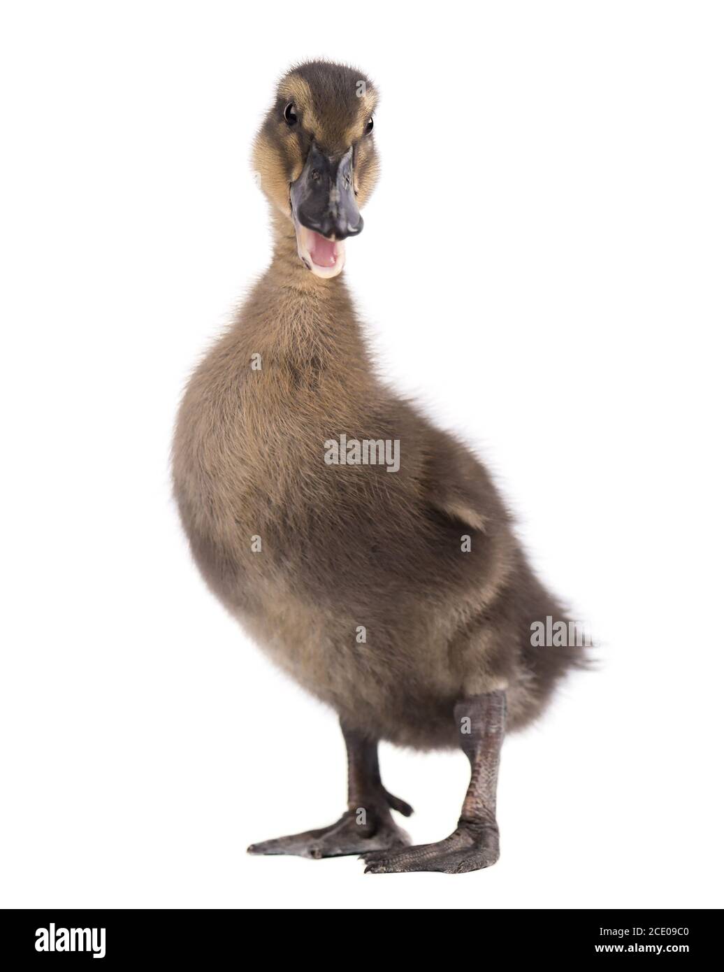 Cute duckling isolated on white background Stock Photo - Alamy
