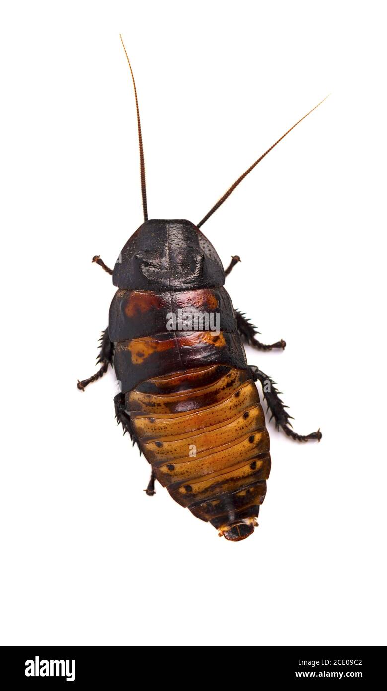 Cockroach Madagascar hissing isolated on white background Stock Photo ...