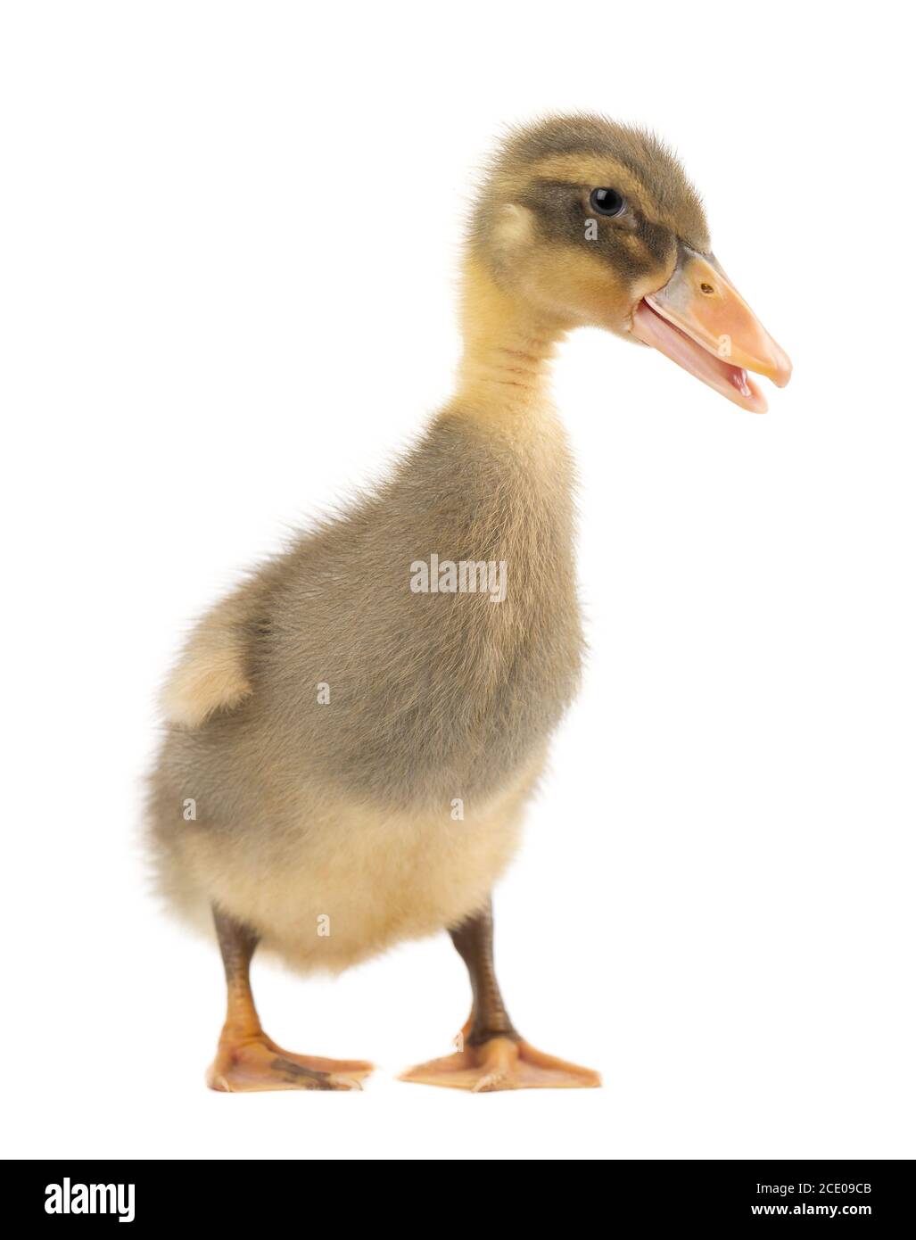 Grey cute duckling isolated on white background Stock Photo - Alamy