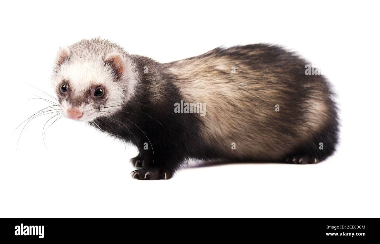 Grey ferret in full growth, isolated on white background Stock Photo ...