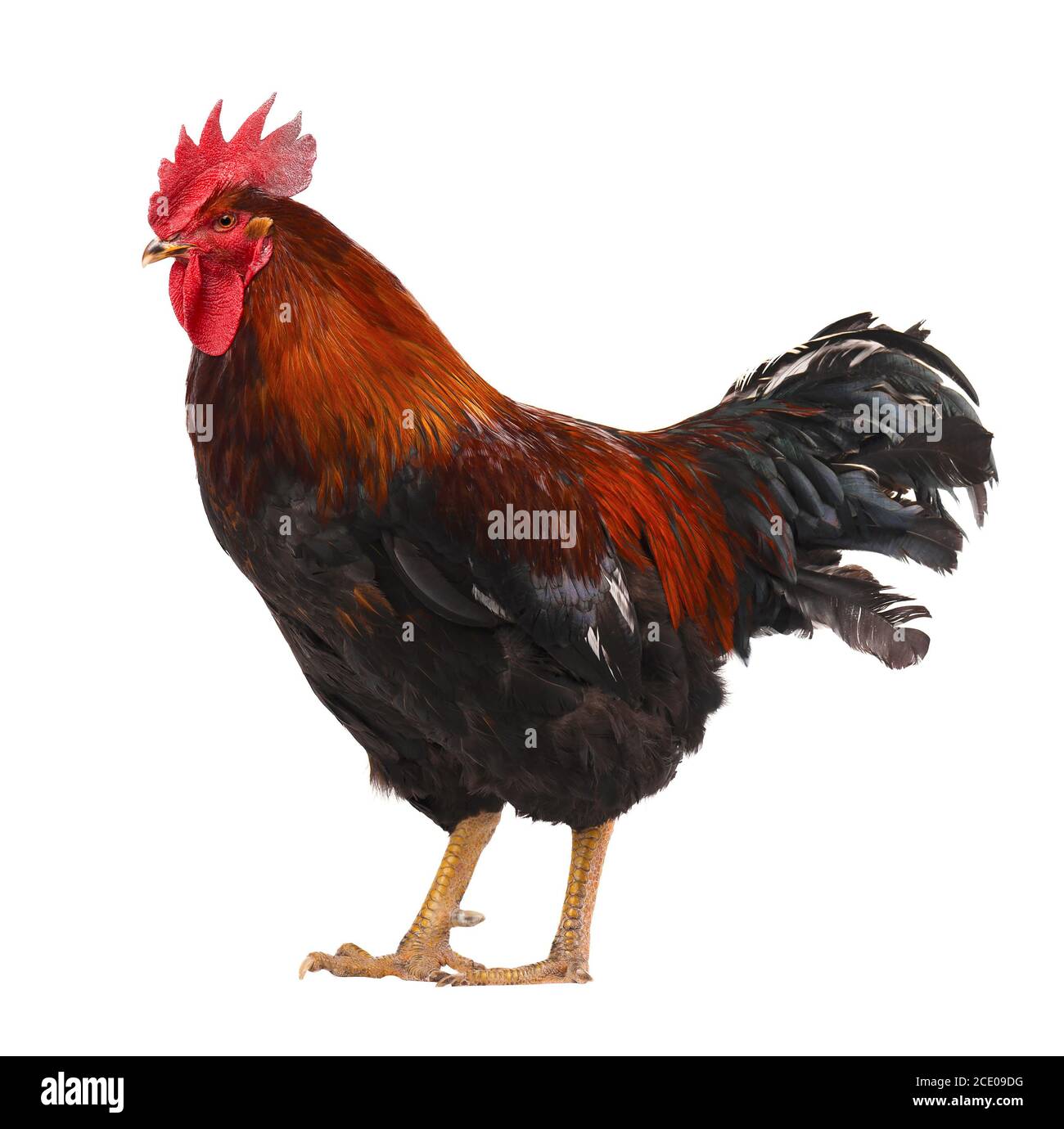 Beautiful male rooster isolated on white background Stock Photo - Alamy