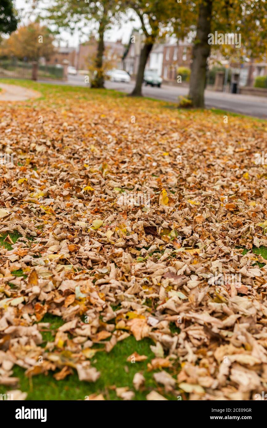 MONTROSE, SCOTLAND - 2015 OCTOBER 25. Autumn at Melville Gardens with a ...