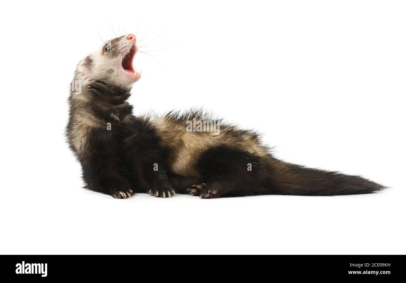 Evil grey ferret in full growth, isolated on white background Stock ...