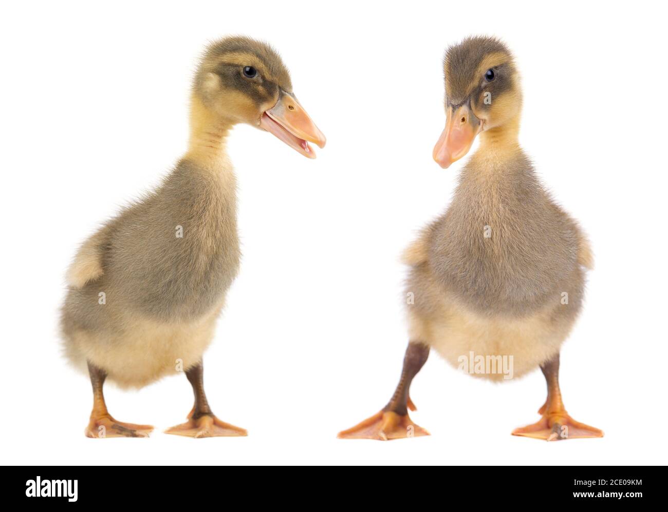Cute little duckling hi-res stock photography and images - Alamy