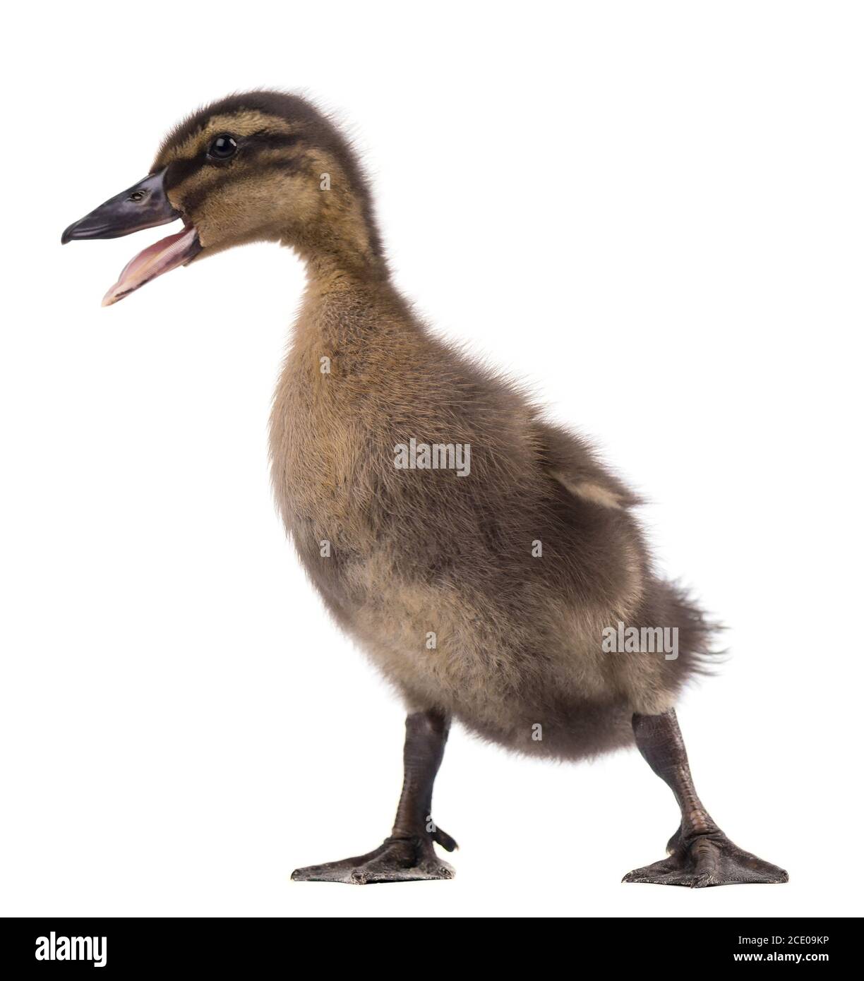 Cute duckling isolated on white background Stock Photo - Alamy