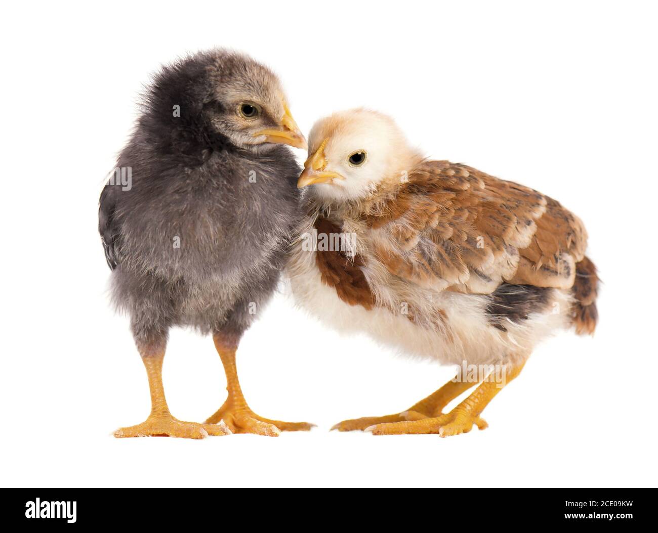 White chickens hi-res stock photography and images - Alamy