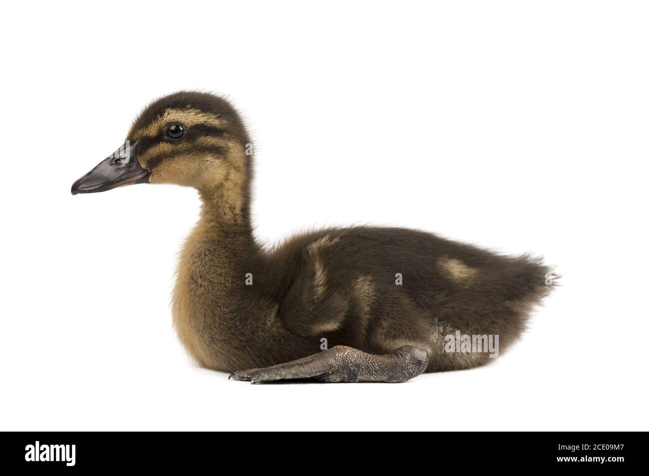 Grey cute duckling isolated on white background Stock Photo - Alamy