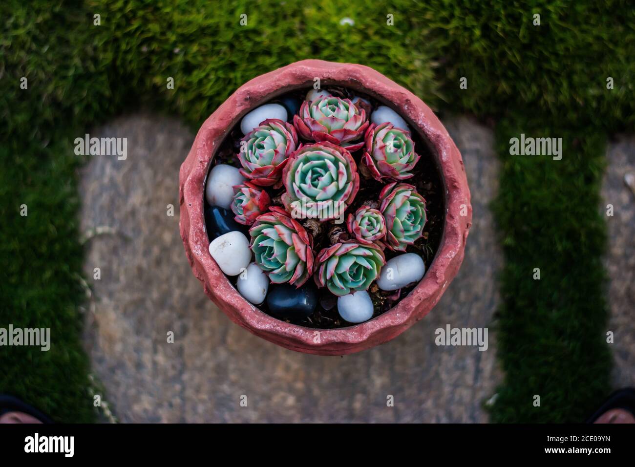 cactus species, A cactus is a member of the plant family Cactaceae ...